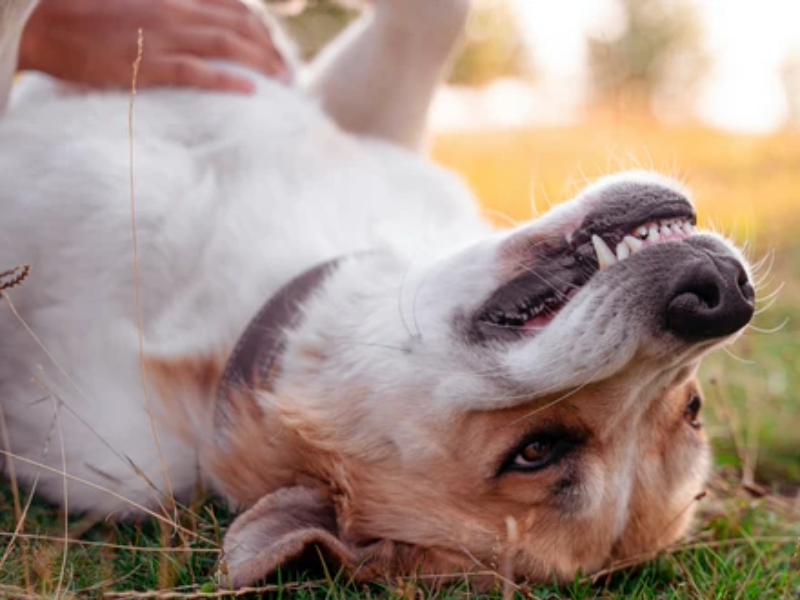 Proper dental hygiene in dogs: the most important info and tips.